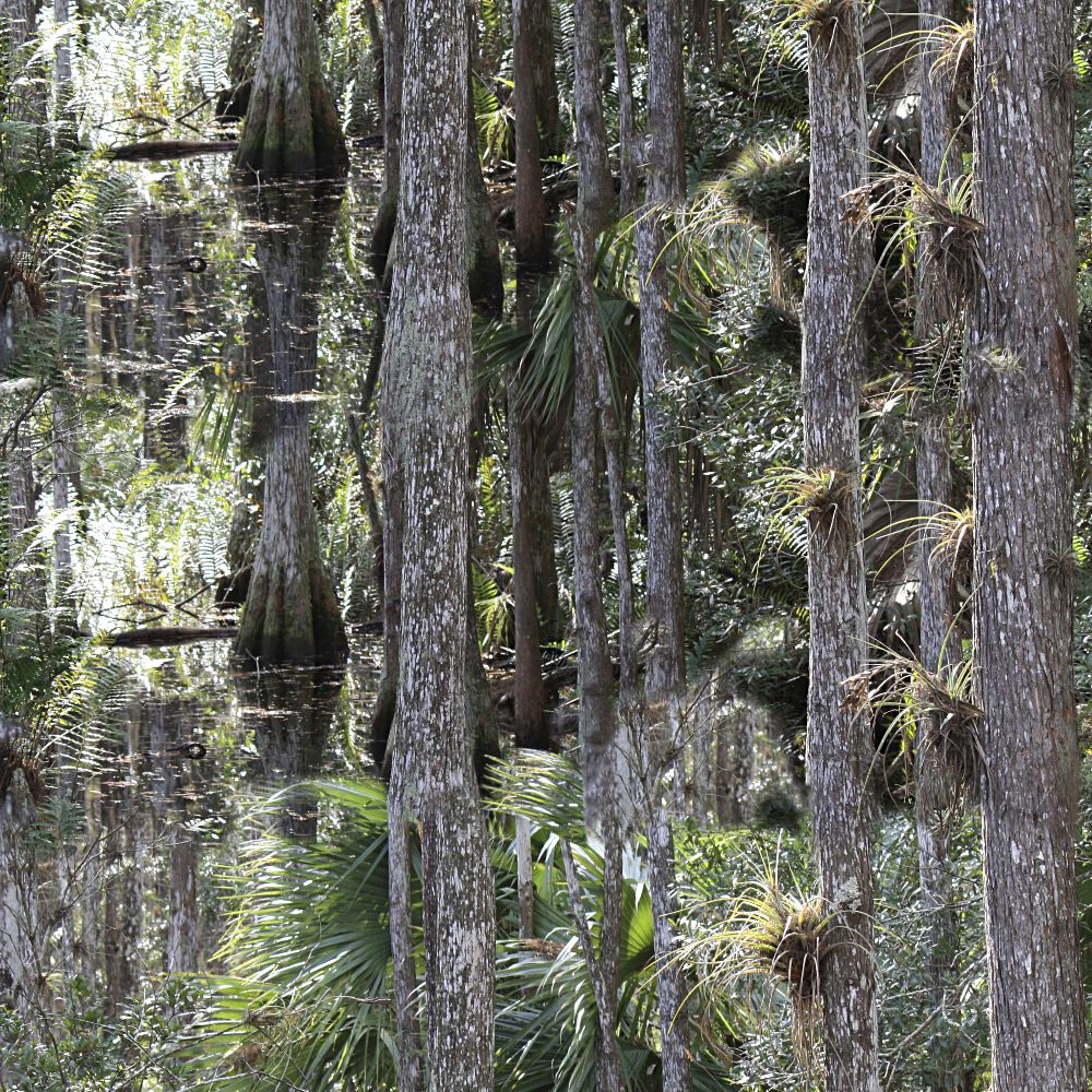 Cypress Swamp – Pattern Crew