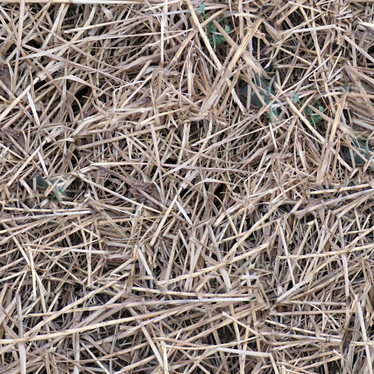 Straw – Pattern Crew