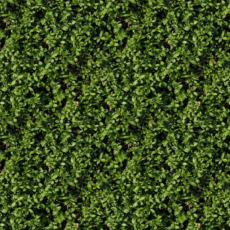 Hedge 25 – Pattern Crew