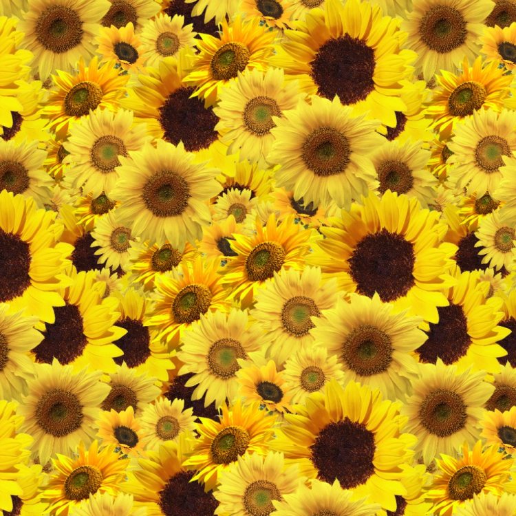 Sunflowers 23 – Pattern Crew