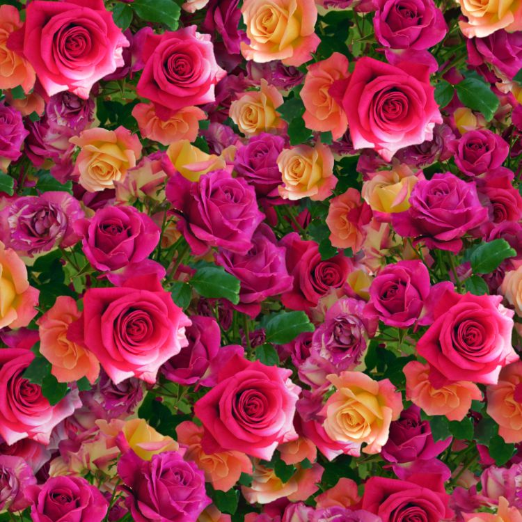 Roses 22 – Pattern Crew