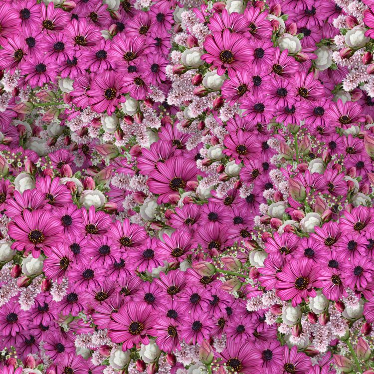 Pink Daises – Pattern Crew