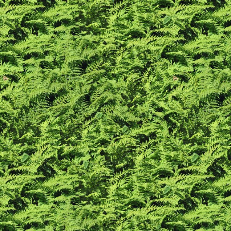 Fern Fields 22 – Pattern Crew