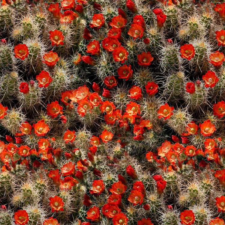 Cactus Flowers – Pattern Crew
