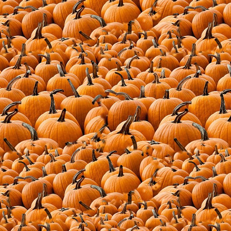 Pumpkins 22 – Pattern Crew