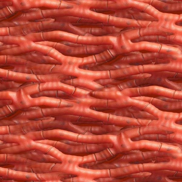 Muscle Cells – Pattern Crew