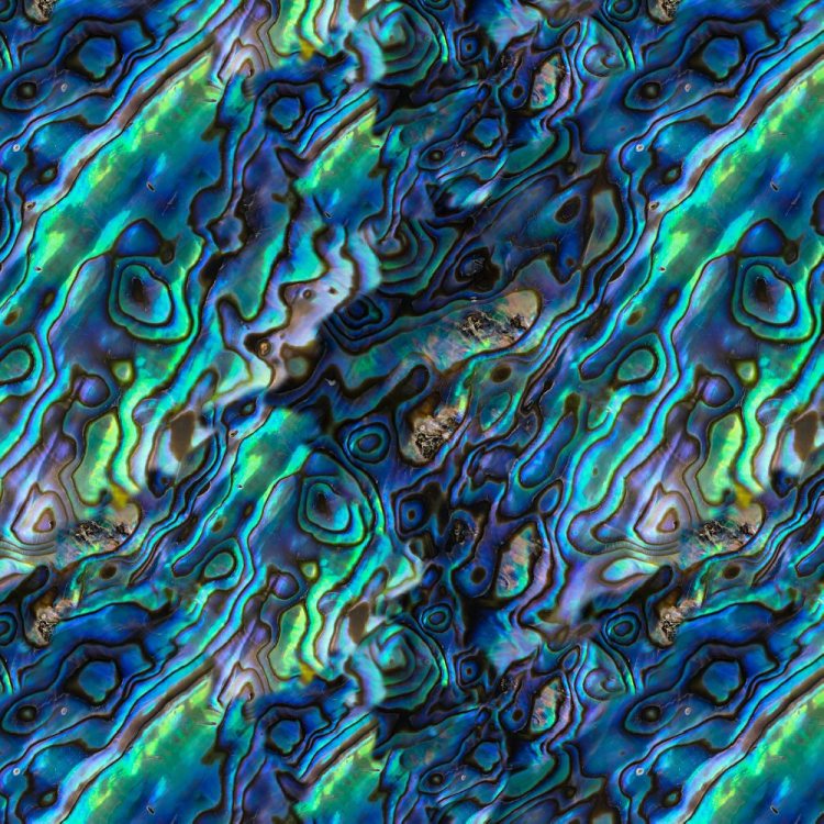 Abalone 25 – Pattern Crew