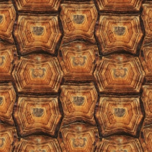 Tortoise Shell 23 – Pattern Crew