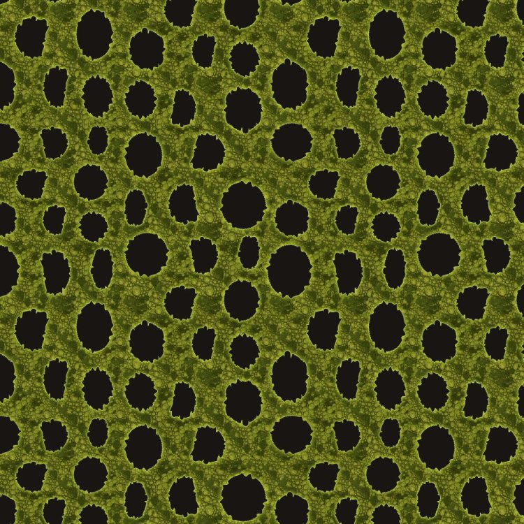 Leopard Frog Skin – Pattern Crew