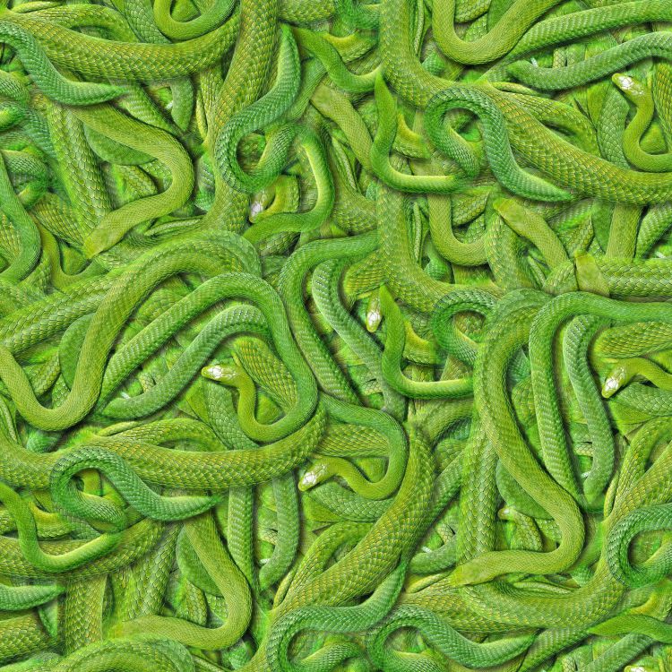 Green Snakes – Pattern Crew