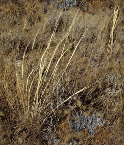 Backland West Camo – Pattern Crew