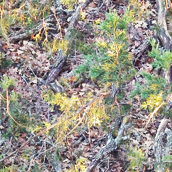 Fall Camo – Pattern Crew