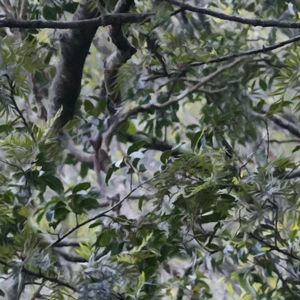 MoonLight Camouflage – Pattern Crew