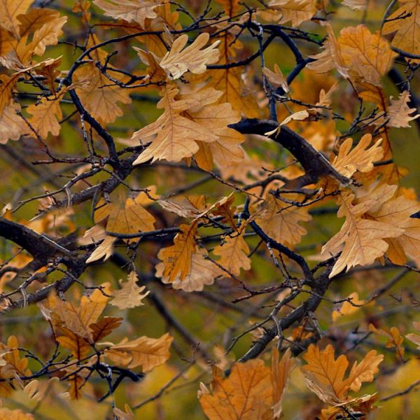 Fall Branch 22 Camouflage – Pattern Crew