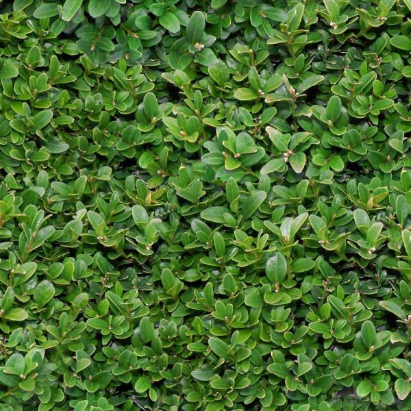 Shrubbery – Pattern Crew