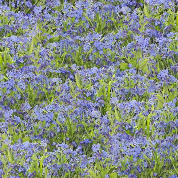 Field of Forget Me Not Flowers – Pattern Crew