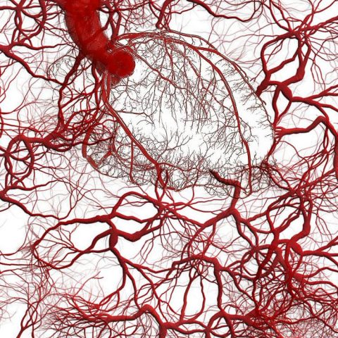 Vein Map 21 – Pattern Crew