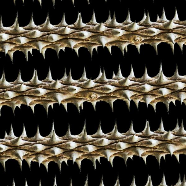 Thorny Vines 24 – Pattern Crew