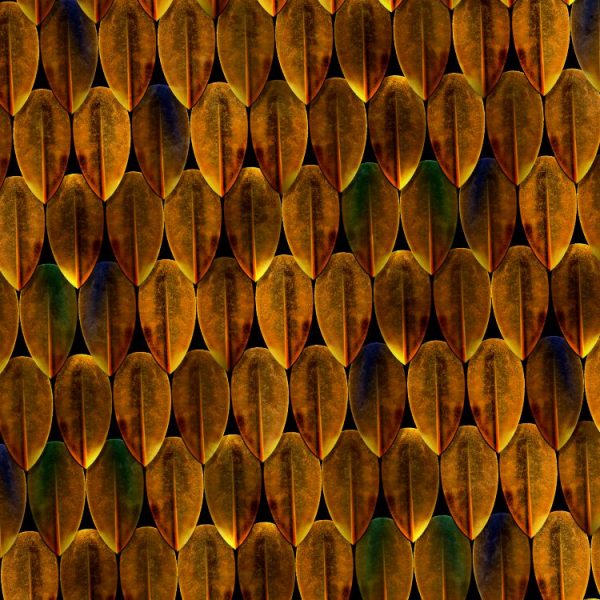 African Bush Viper Scales – Pattern Crew