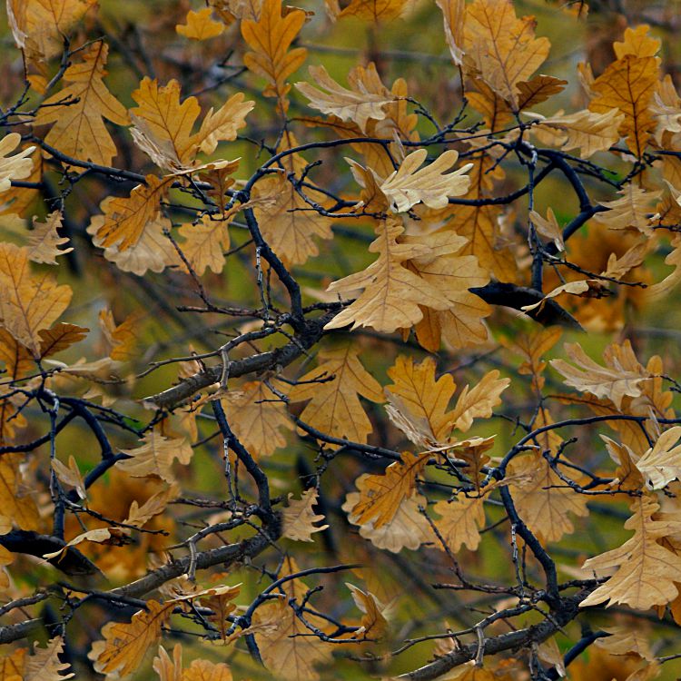 Fall Foliage – Pattern Crew