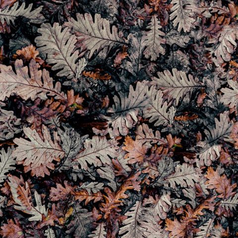 Fall Leaf Camouflage 24 – Pattern Crew