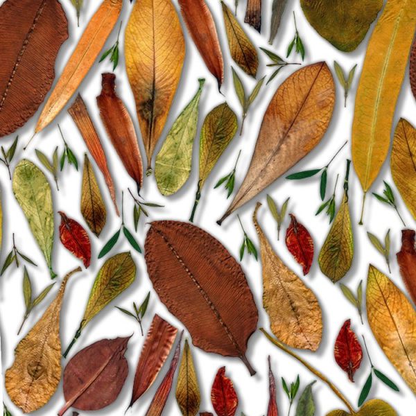 Scattered Leaves 22 – Pattern Crew