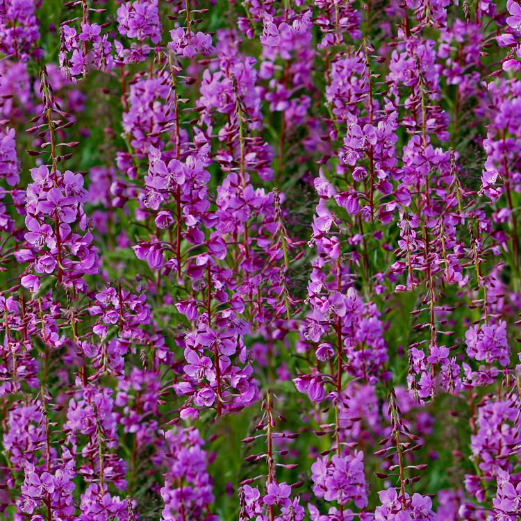 Alaskan Fireweed 22 – Pattern Crew