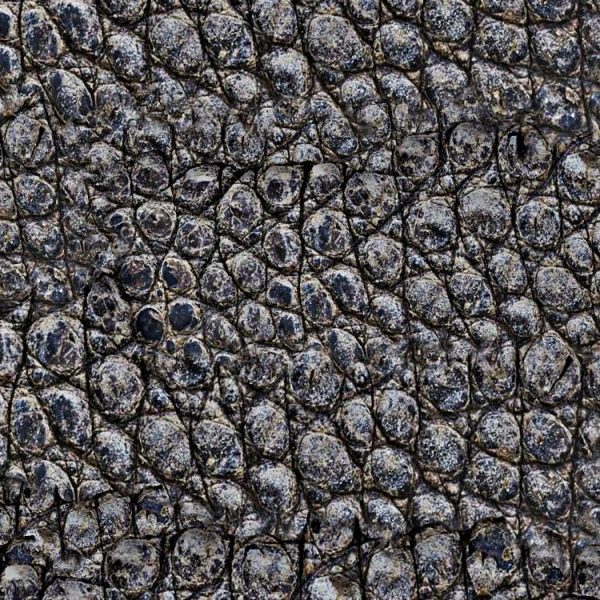 Alligator Skin 23 – Pattern Crew