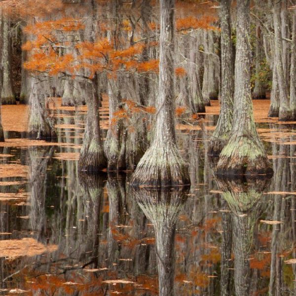 Georgia Swamp – Pattern Crew