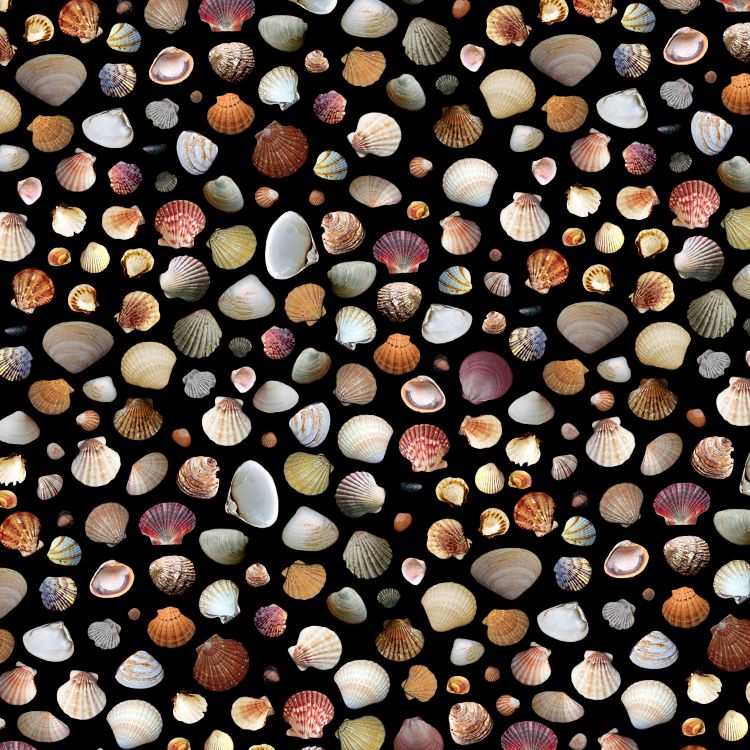 Seashell 25 – Pattern Crew