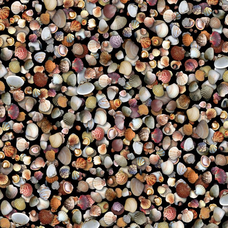 Seashell 26 – Pattern Crew