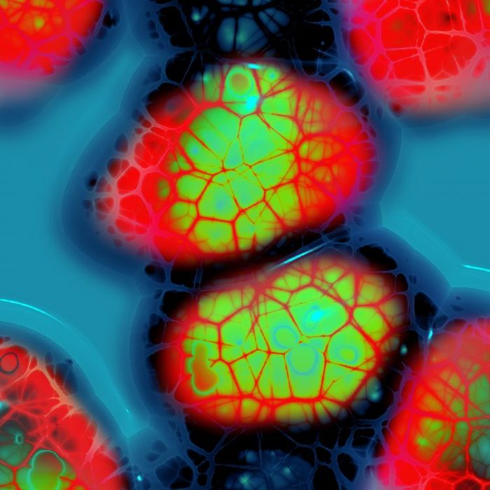 Alien Ameoba 24 – Pattern Crew