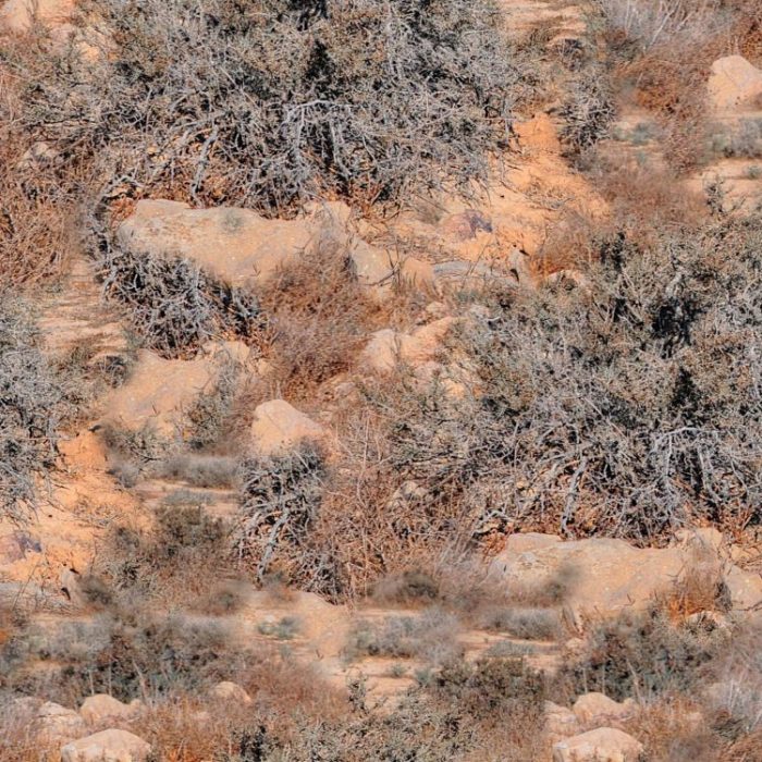 Bush Canyon Camouflage – Pattern Crew