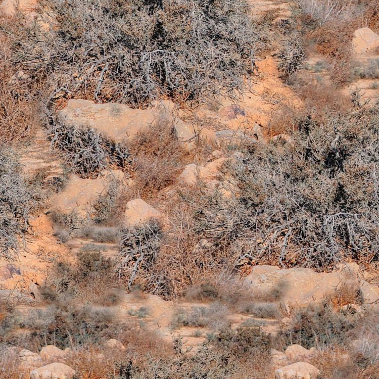 Bush Canyon Camouflage – Pattern Crew