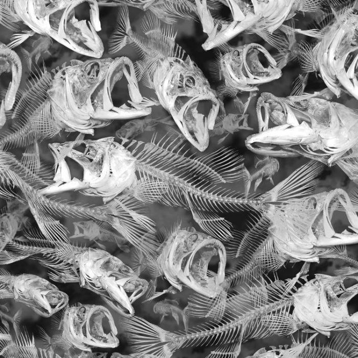 Large Mouth Bass Skeletons – Pattern Crew