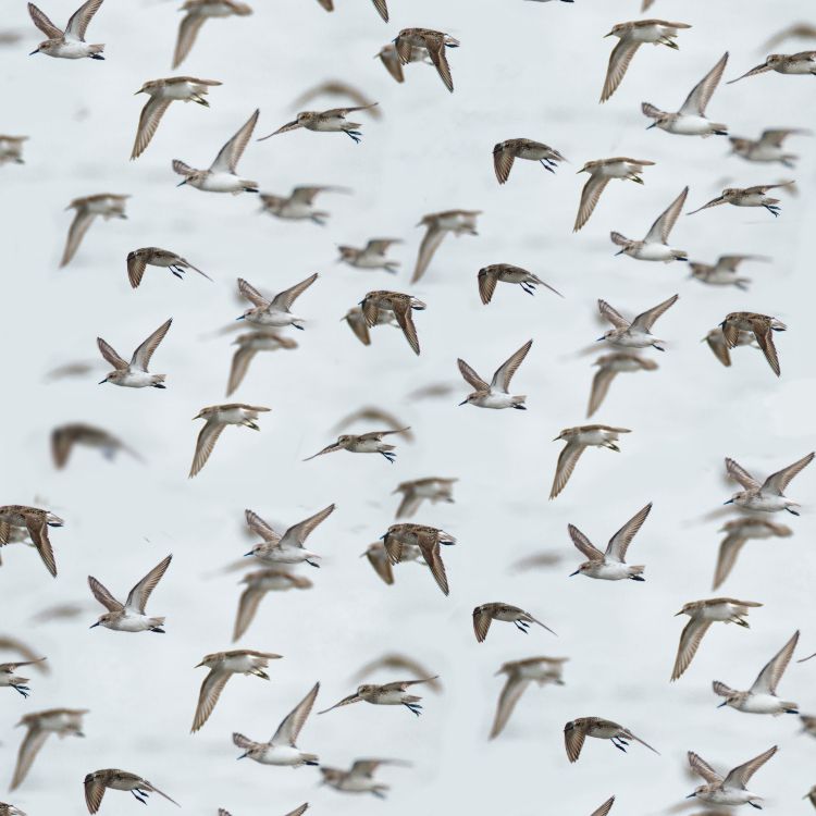 Flock of Birds 22 – Pattern Crew