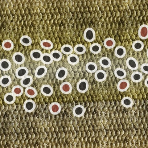 Brown Trout Scales – Pattern Crew