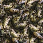 Mixed Fish Camouflage – Pattern Crew