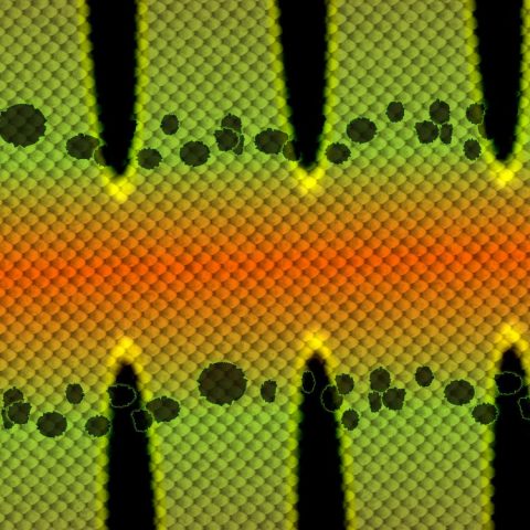 Peacock Bass Scales – Pattern Crew