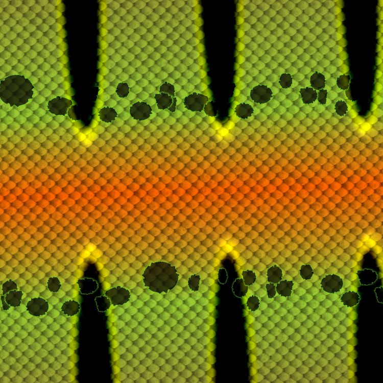 Peacock Bass Scales – Pattern Crew