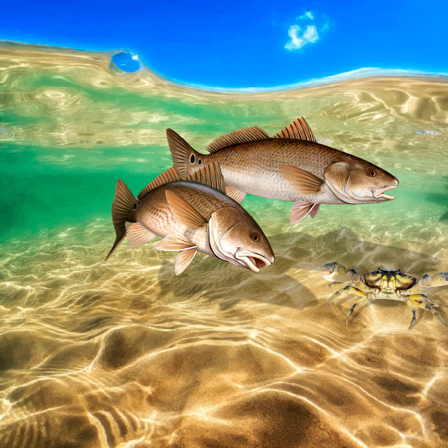 Twin Redfish Underwater 11 16 Pattern Crew Twin Redfish Underwater 11 16 Pattern Crew