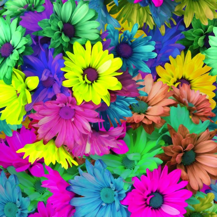 Colored Daisies 25 – Pattern Crew