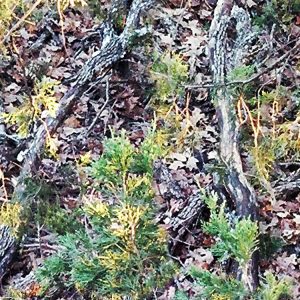 Fall Camouflage – Pattern Crew