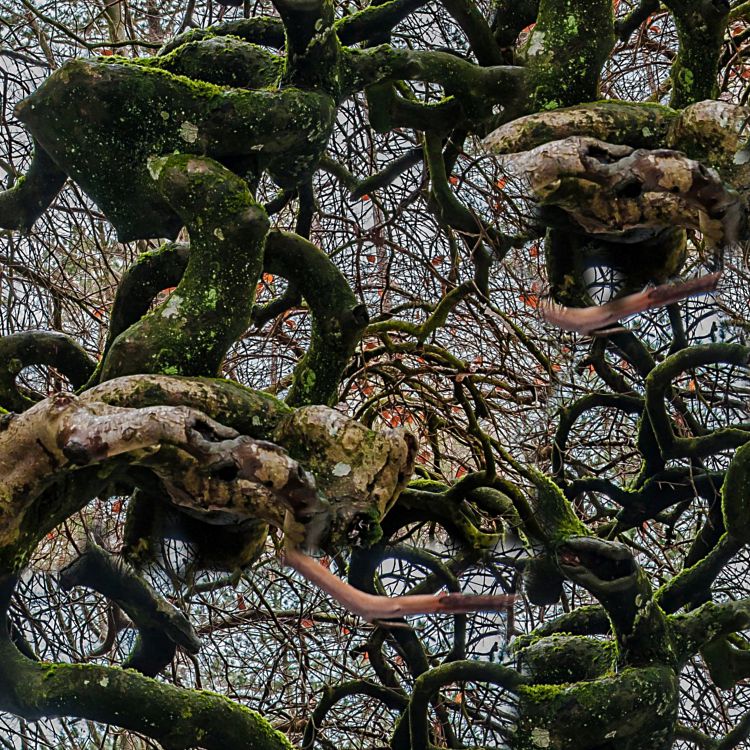 Gnarly 24 Camouflage – Pattern Crew