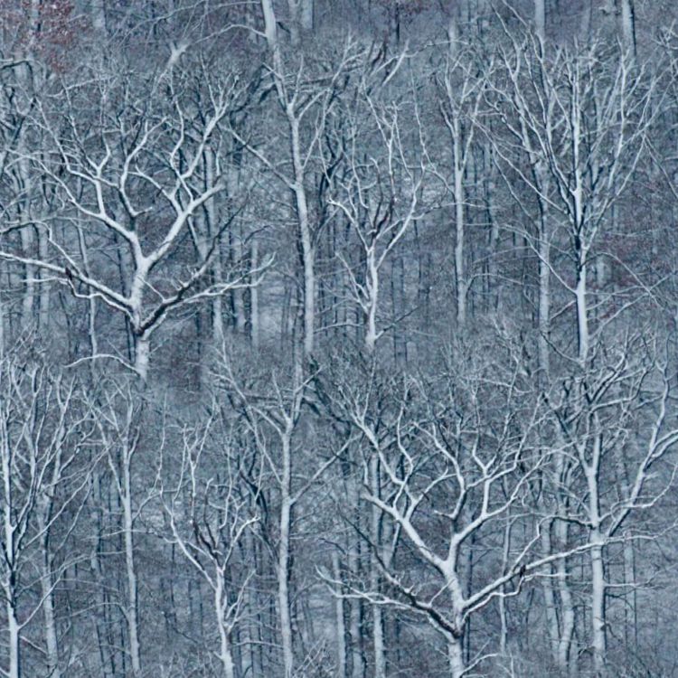 Russian Night Forest Camouflage – Pattern Crew