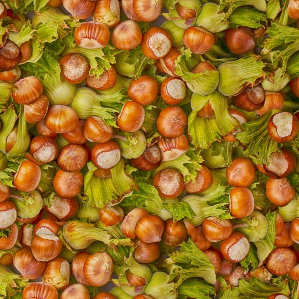 Hazelnuts With Shells – Pattern Crew