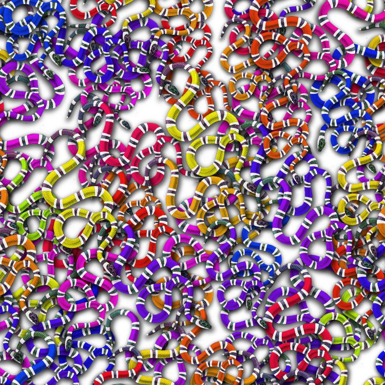 Sea Snake 22 – Pattern Crew