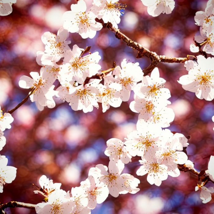 Cherry Blossoms Bokeh – Pattern Crew