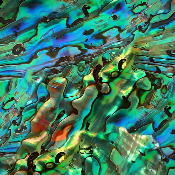 Abalone 31 – Pattern Crew