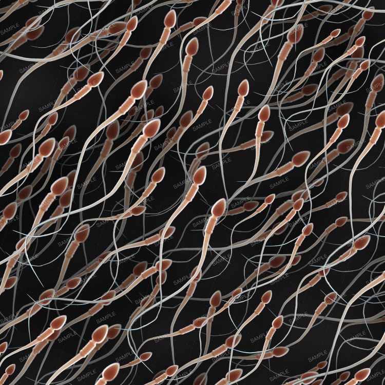 Human Sperm 22 – Pattern Crew